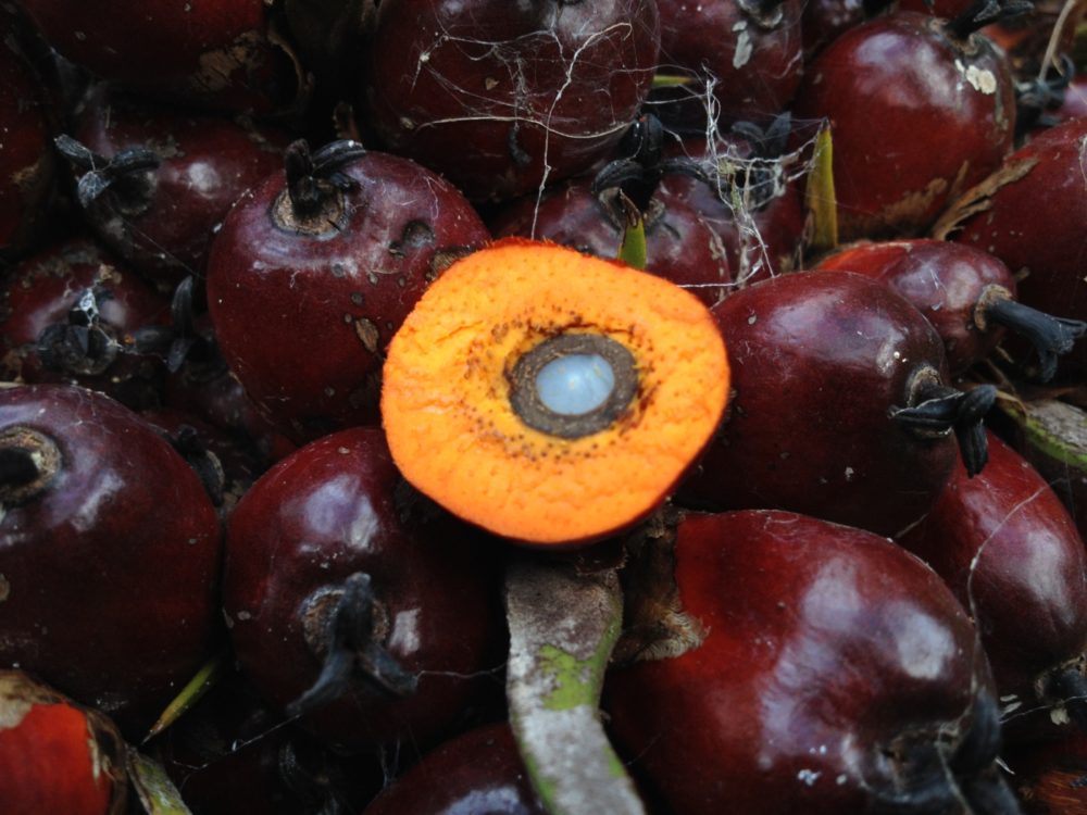 SAF Dendê: uma história de inovação no plantio de um dos bens mais ...